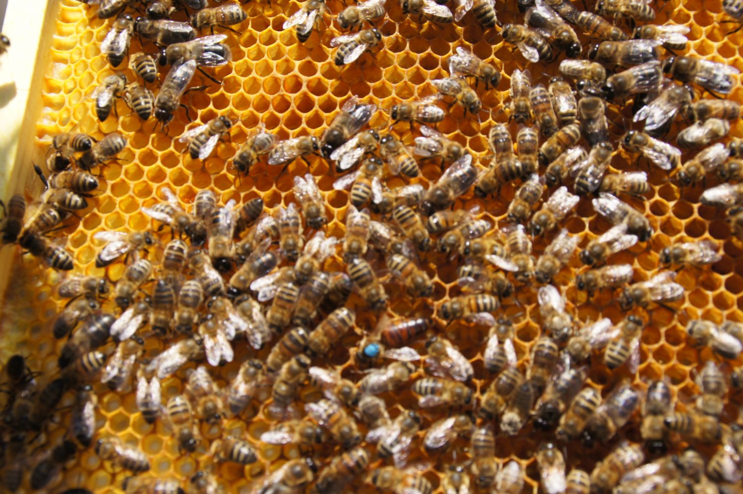 Les différents types de miel - Parrainer une ruche